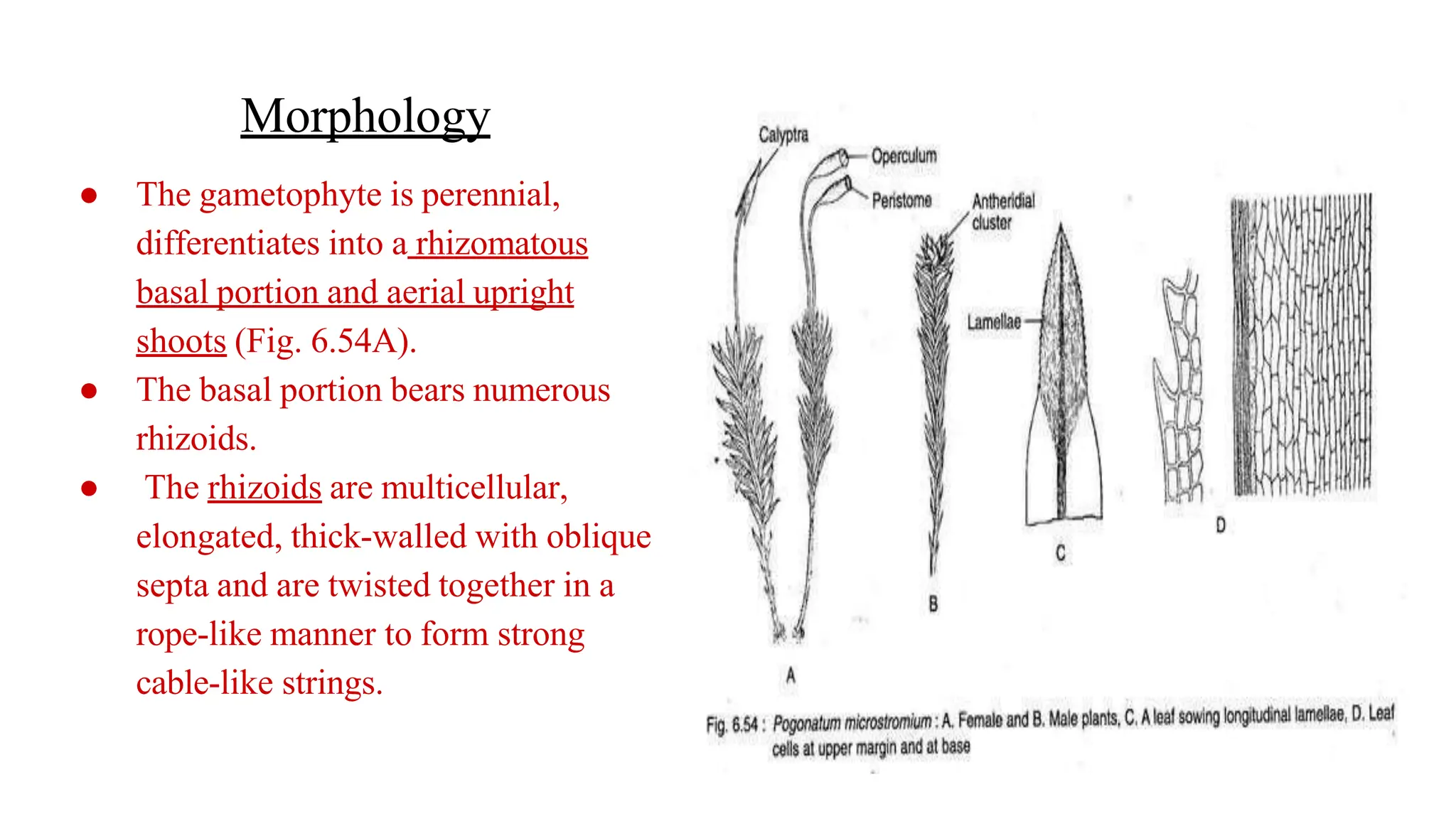 POGONATUM : morphology, anatomy, reproduction etc. | PPTX