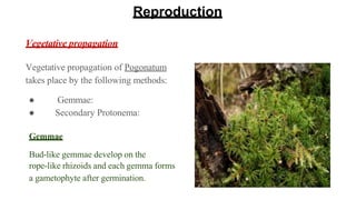 POGONATUM : morphology, anatomy, reproduction etc. | PPTX