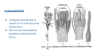 POGONATUM : morphology, anatomy, reproduction etc. | PPTX