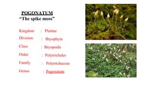 POGONATUM : morphology, anatomy, reproduction etc. | PPTX