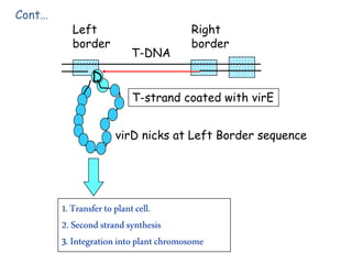 Agrobacterium tumefaciens as a tool for genetic engineering in plants ...