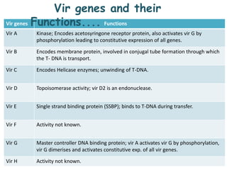 Agrobacterium tumefaciens as a tool for genetic engineering in plants ...