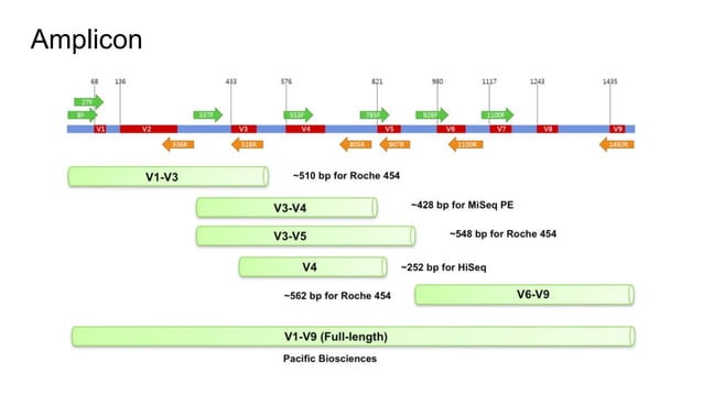 16S rRNA Analysis using Mothur Pipeline | PDF