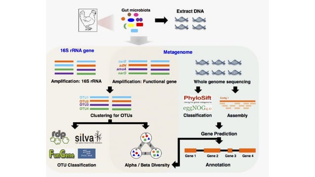 16S rRNA Analysis using Mothur Pipeline | PDF