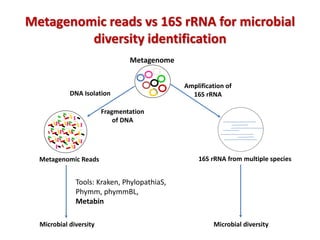 16S classifier | PPT