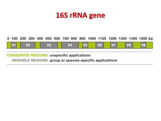 16S classifier | PPT