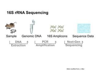 Introduction to 16S Microbiome Analysis | PDF