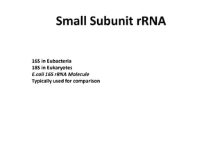 16 s rdna sequence analysis ANITA MARGRET bhc | PPTX