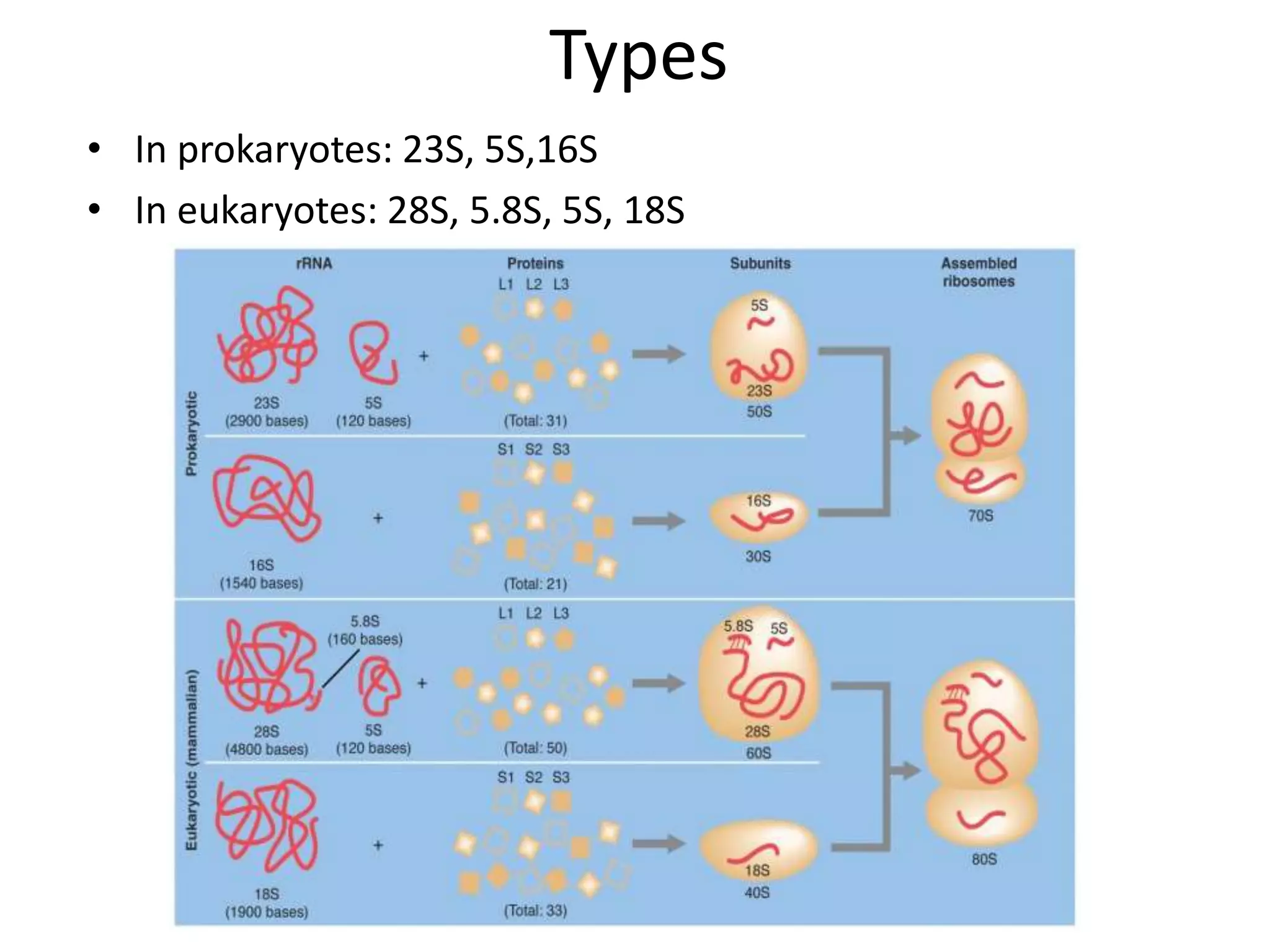16S Ribosomal DNA Sequence Analysis | PPTX