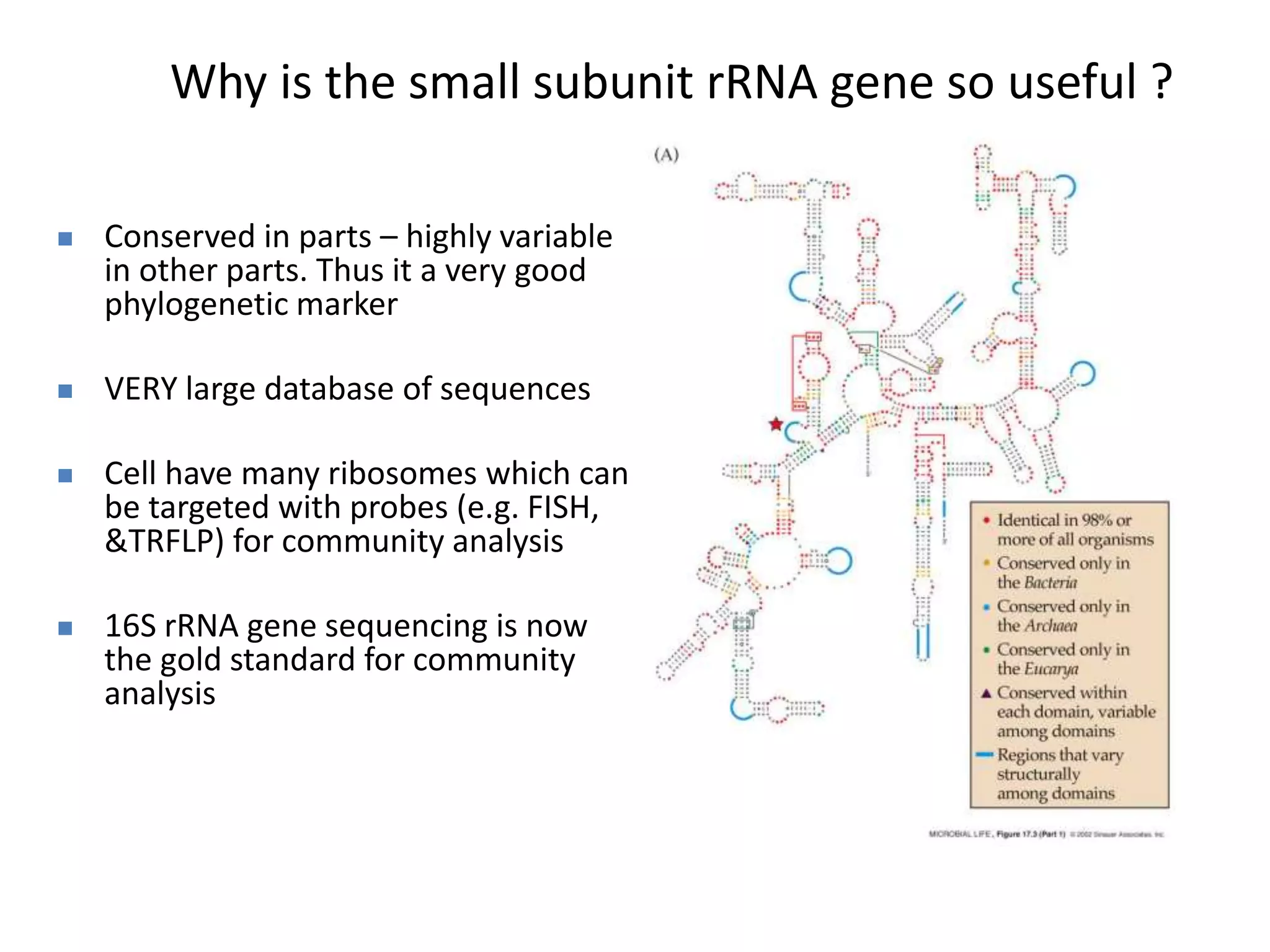 16S Ribosomal DNA Sequence Analysis | PPTX