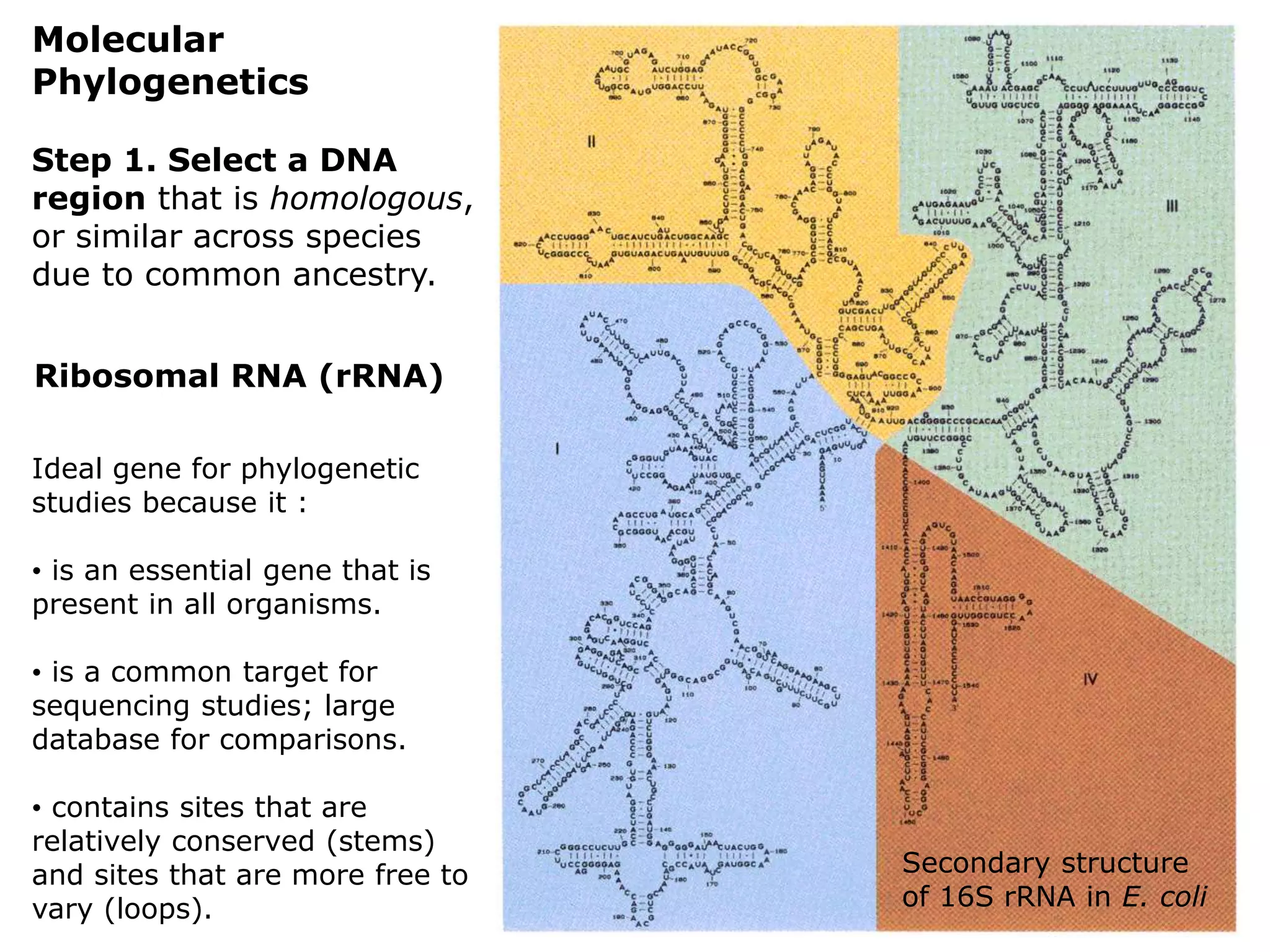 16S Ribosomal DNA Sequence Analysis | PPTX