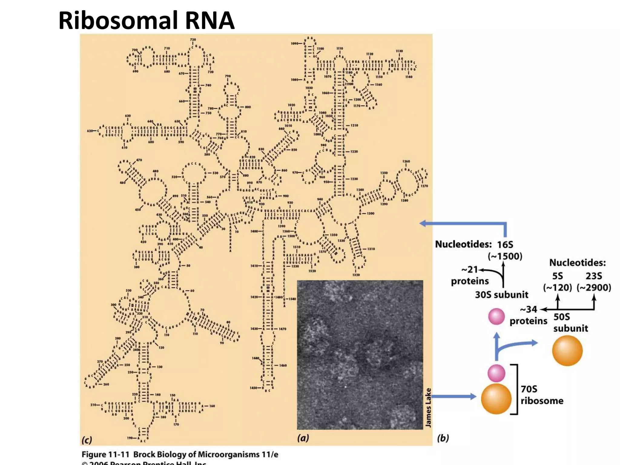 16S Ribosomal DNA Sequence Analysis | PPTX