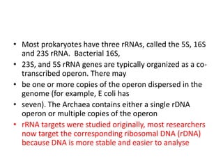 16S Ribosomal DNA Sequence Analysis | PPTX
