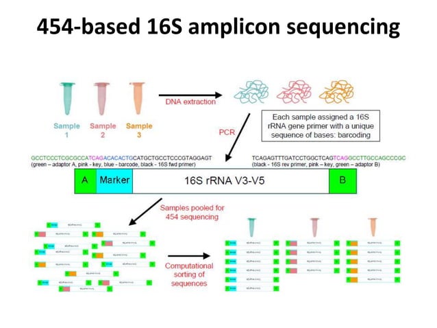 16S Ribosomal DNA Sequence Analysis