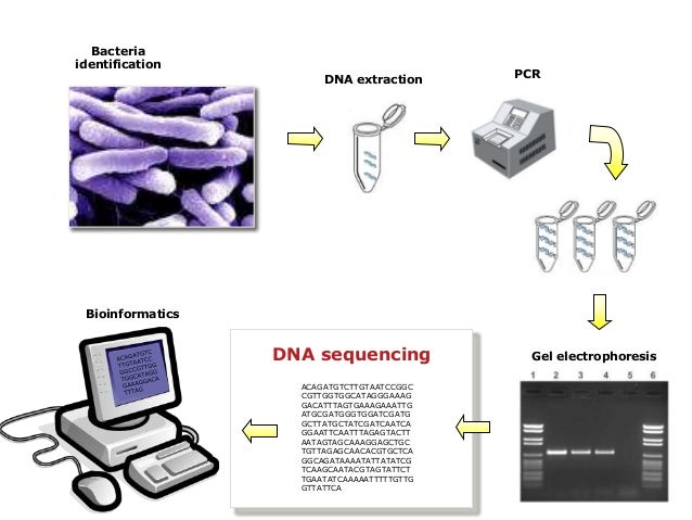 16S Ribosomal DNA Sequence Analysis