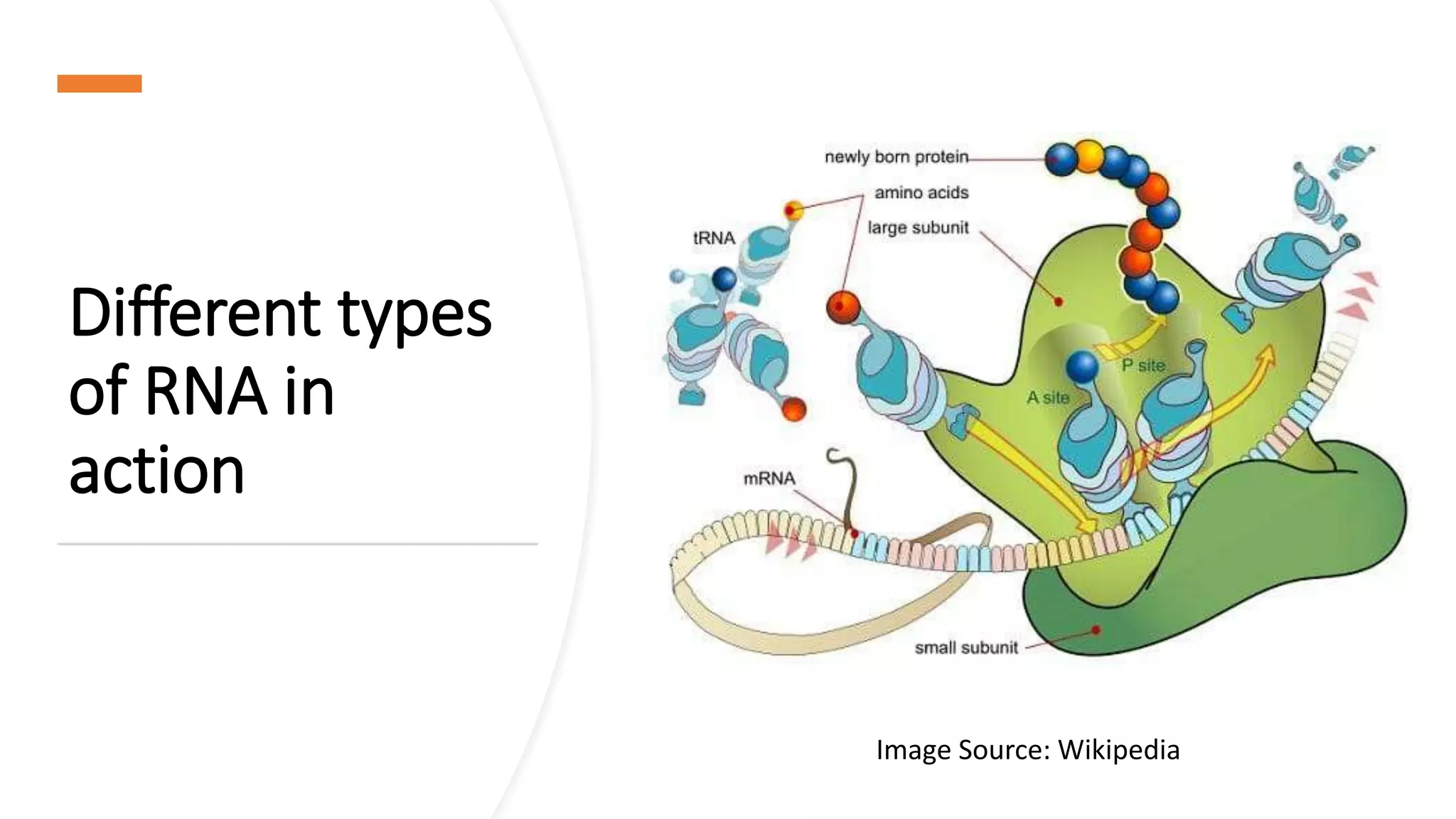16 s rRNA Gene Sequencing for Bacterial Identification | PPTX