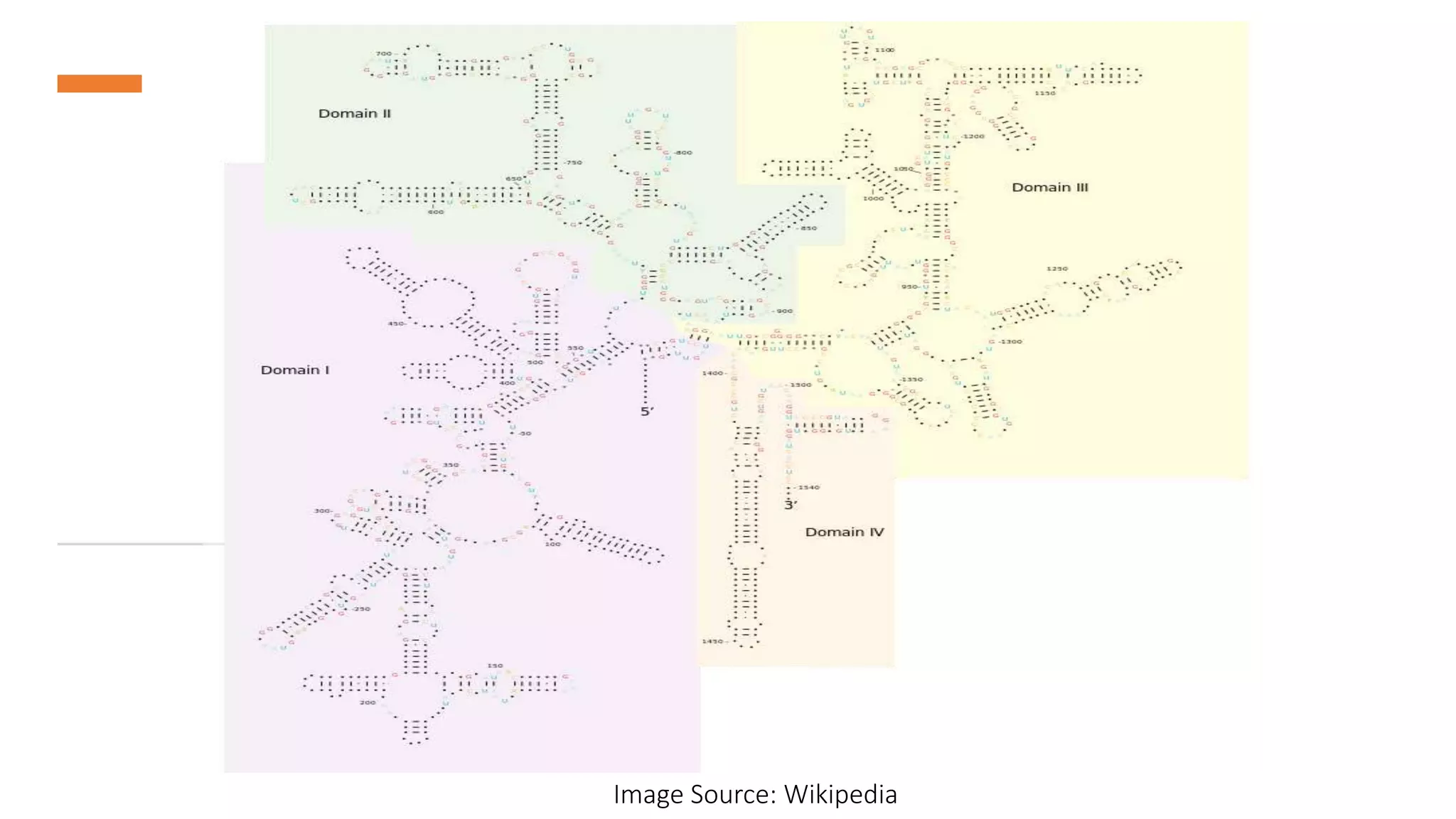 16 s rRNA Gene Sequencing for Bacterial Identification | PPTX
