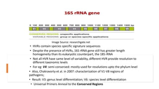 16 s rRNA Gene Sequencing for Bacterial Identification | PPTX