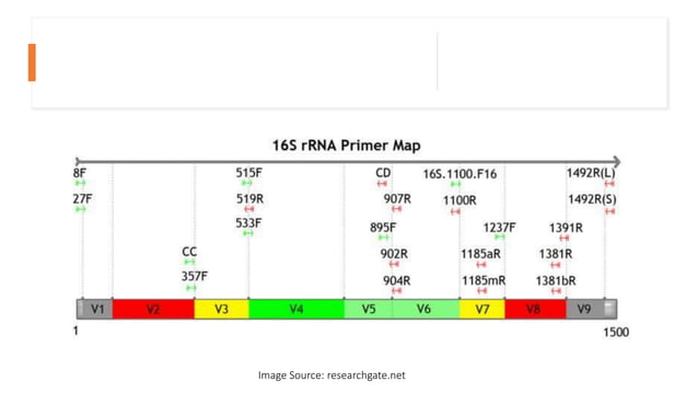 16 s rRNA Gene Sequencing for Bacterial Identification | PPTX | Programming Languages | Computing