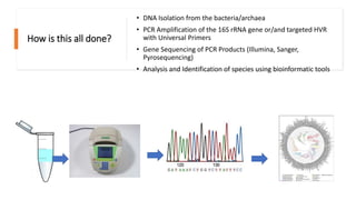16 s rRNA Gene Sequencing for Bacterial Identification | PPTX
