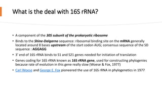 16 s rRNA Gene Sequencing for Bacterial Identification | PPTX