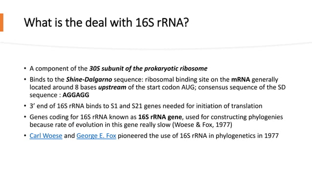 16 s rRNA Gene Sequencing for Bacterial Identification | PPTX | Programming Languages | Computing