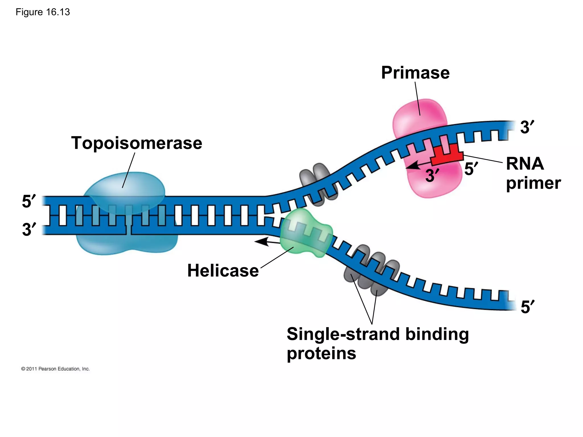 16 the molecular basis of inheritance | PPT