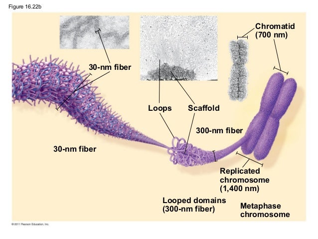 16 the molecular basis of inheritance