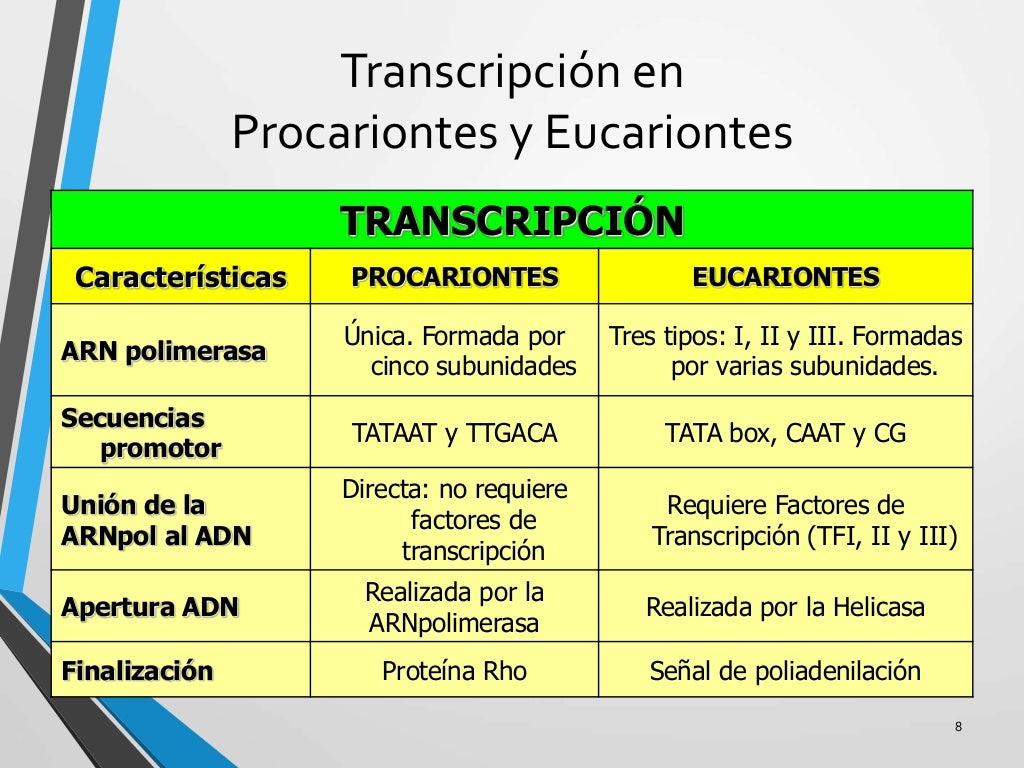 16 transcripcion traduccion
