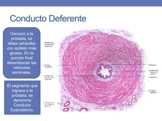 Unidad 14 Aparato Genital Masculino | PPTX