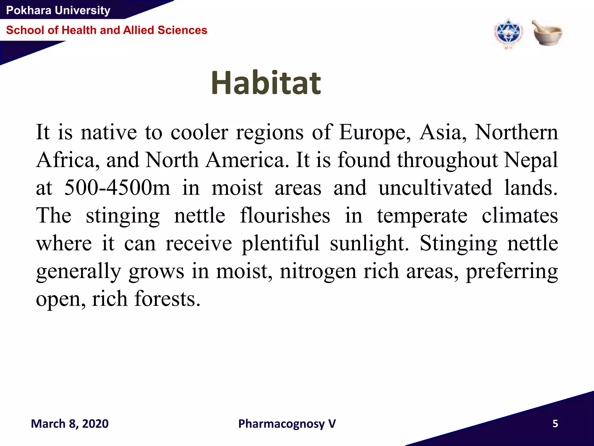 16 urtica dioica (sisno) | PPTX