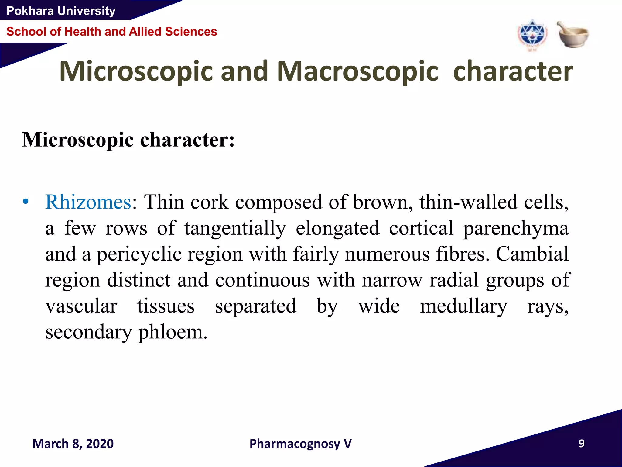 16 urtica dioica (sisno) | PPTX