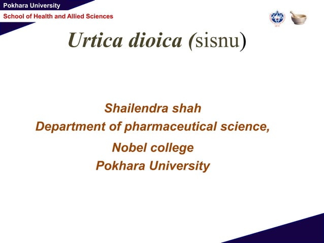 16 urtica dioica (sisno) | PPTX