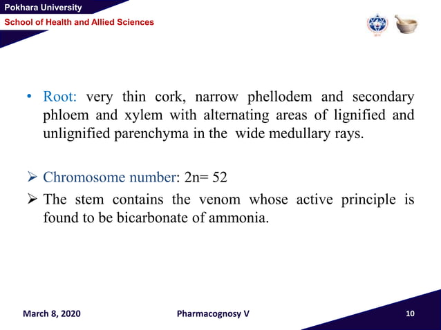 16 urtica dioica (sisno) | PPTX