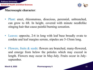 16 urtica dioica (sisno) | PPTX