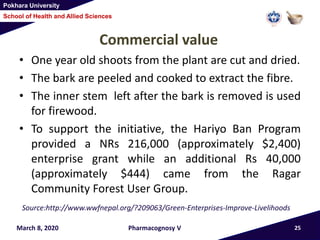 16 urtica dioica (sisno) | PPTX