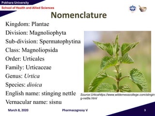 16 urtica dioica (sisno) | PPTX