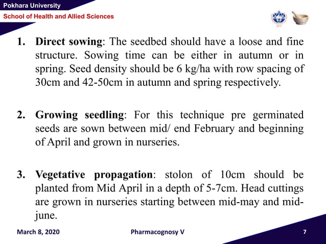 16 urtica dioica (sisno) | PPTX