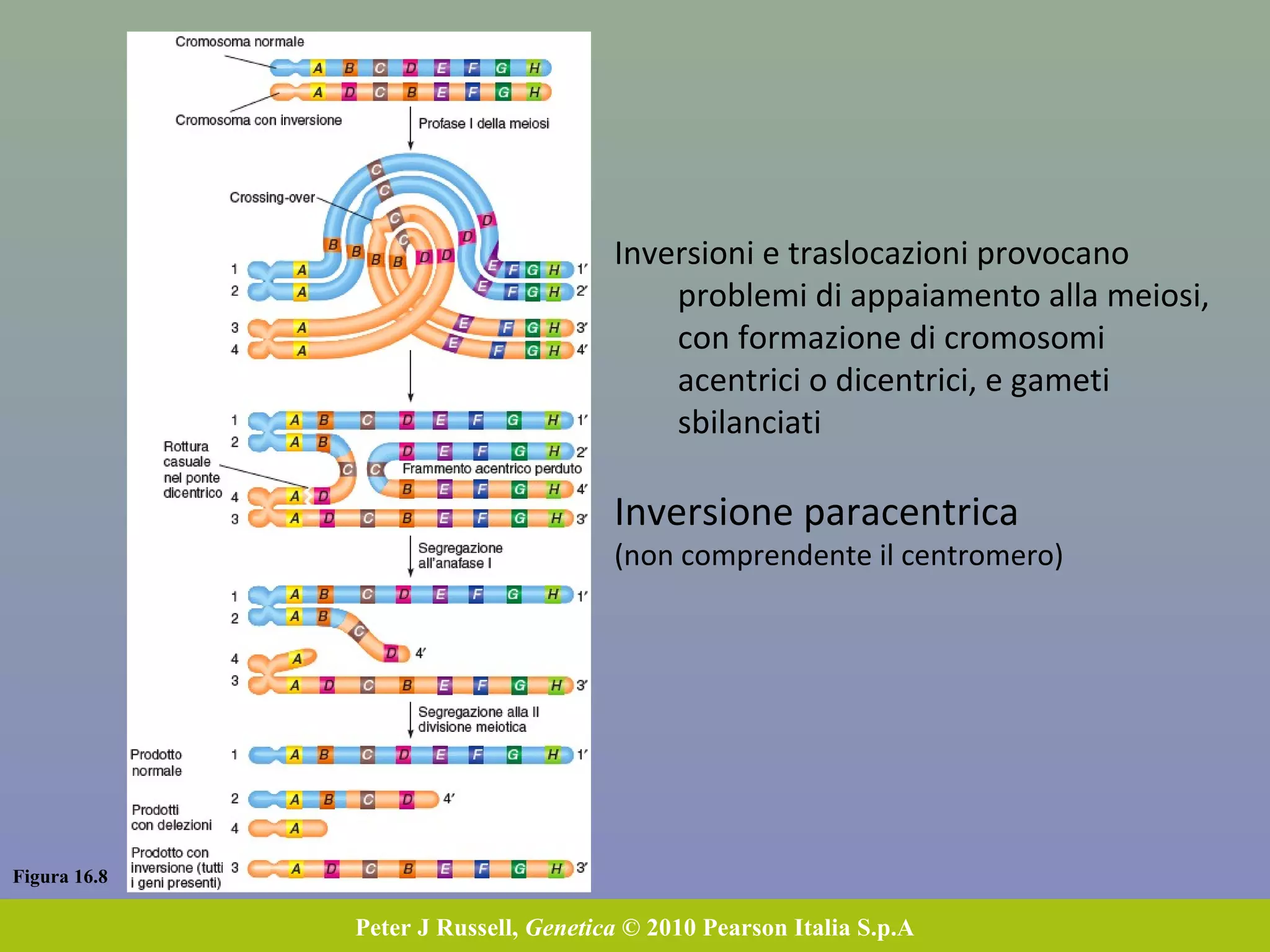 16 variazione cromosomi | PPT