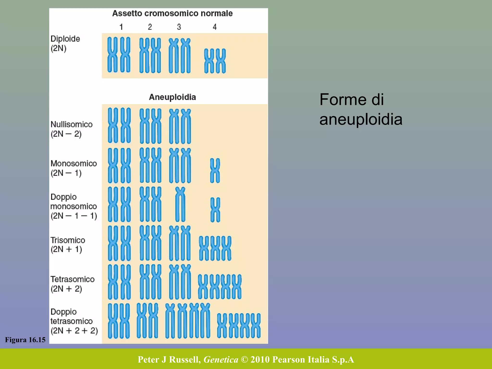 16 variazione cromosomi | PPT