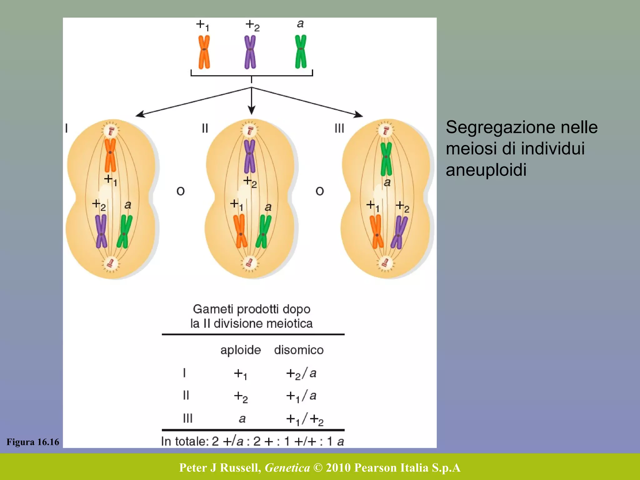 16 variazione cromosomi | PPT