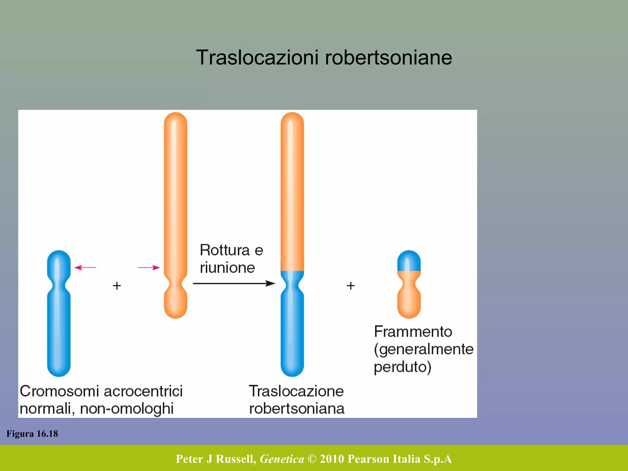16 variazione cromosomi | PPT