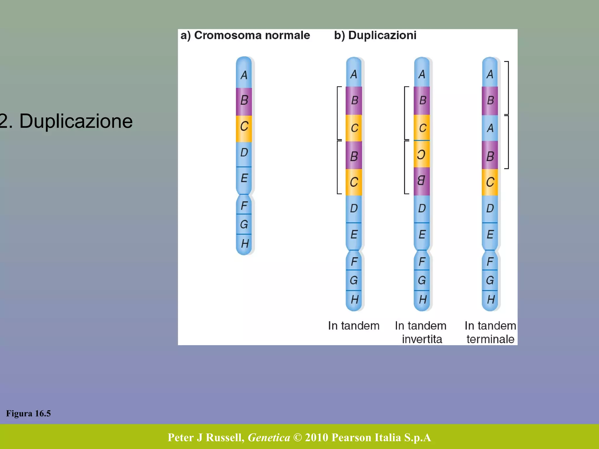 16 variazione cromosomi | PPT