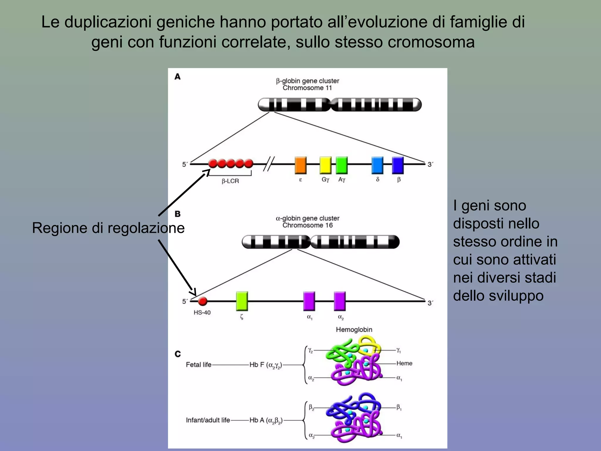 16 variazione cromosomi | PPT