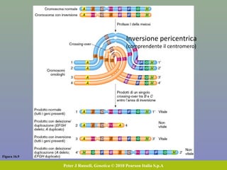 16 variazione cromosomi | PPT