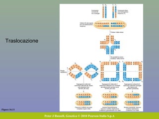 16 variazione cromosomi | PPT