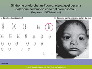 16 variazione cromosomi | PPT