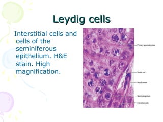 Leydig Cells Histology