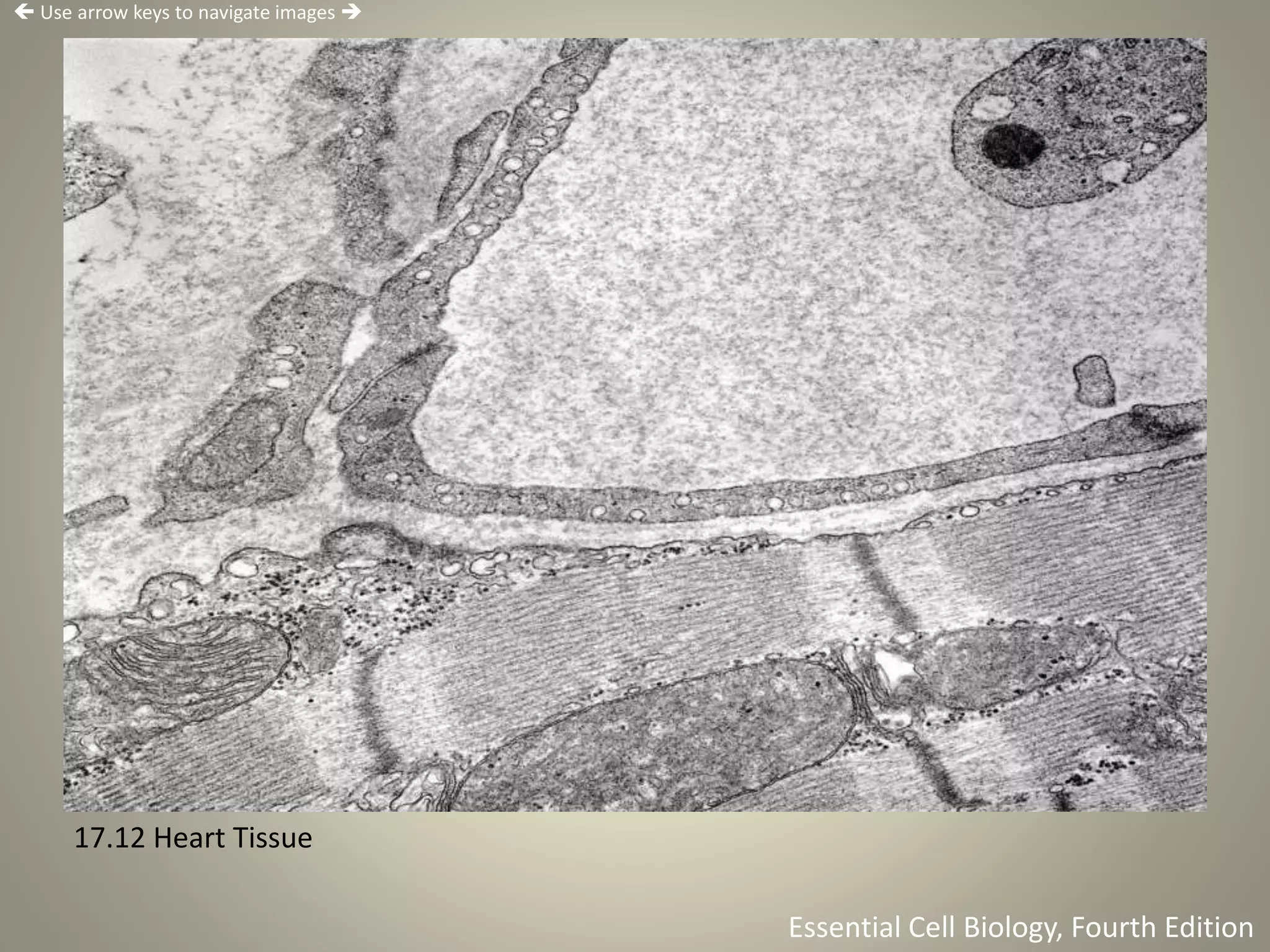 17.12 Cell Explorer Heart Tissue | PPSX | Heart and Cardiovascular ...