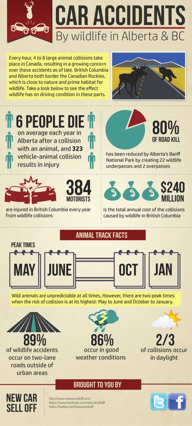 Infographic: Car Accidents by Wildlife in Alberta and BC